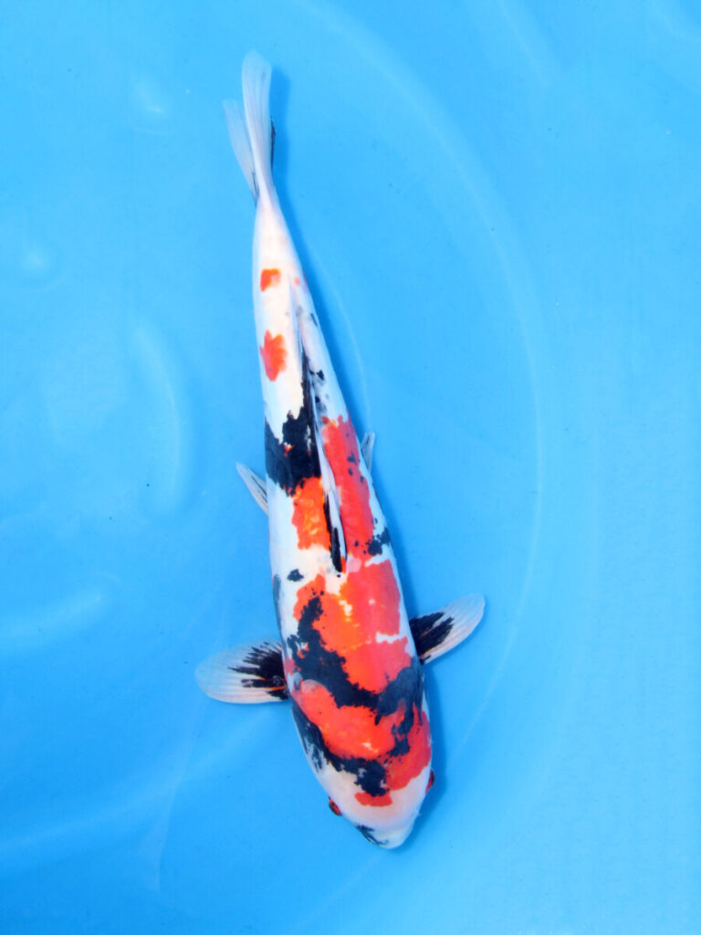 ドイツ鯉 - 錦鯉販売 株式会社 鱗～うろこ～