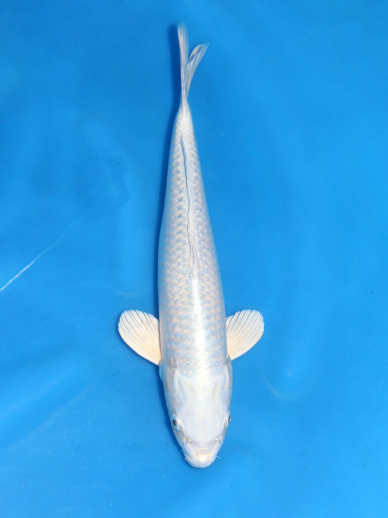 無地 - 錦鯉販売 株式会社 鱗～うろこ～